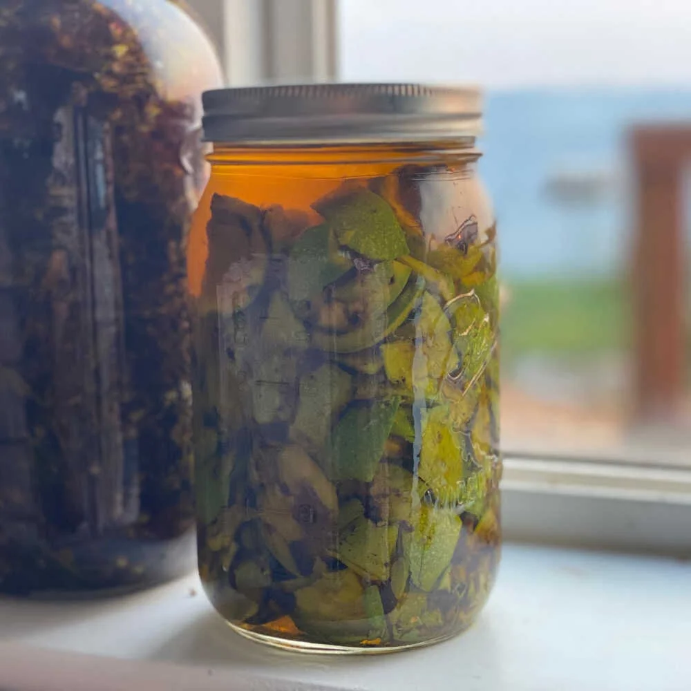 Foraging Walnut and Making a Tincture, Infused Oil, and Powder — All ...