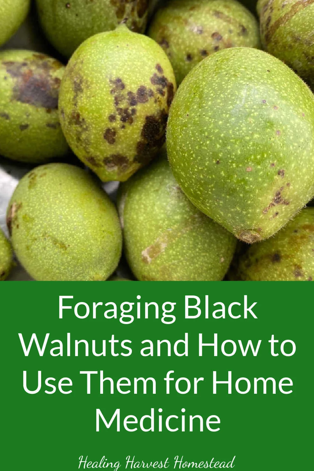 Foraging Walnut and Making a Tincture, Infused Oil, and Powder — All ...