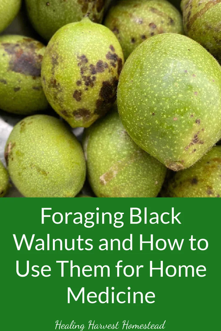 Foraging Walnut and Making a Tincture, Infused Oil, and Powder — All ...