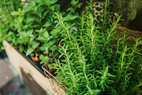 Five Best Multi-Purpose Herbs to Plant in Your Garden — All Posts ...
