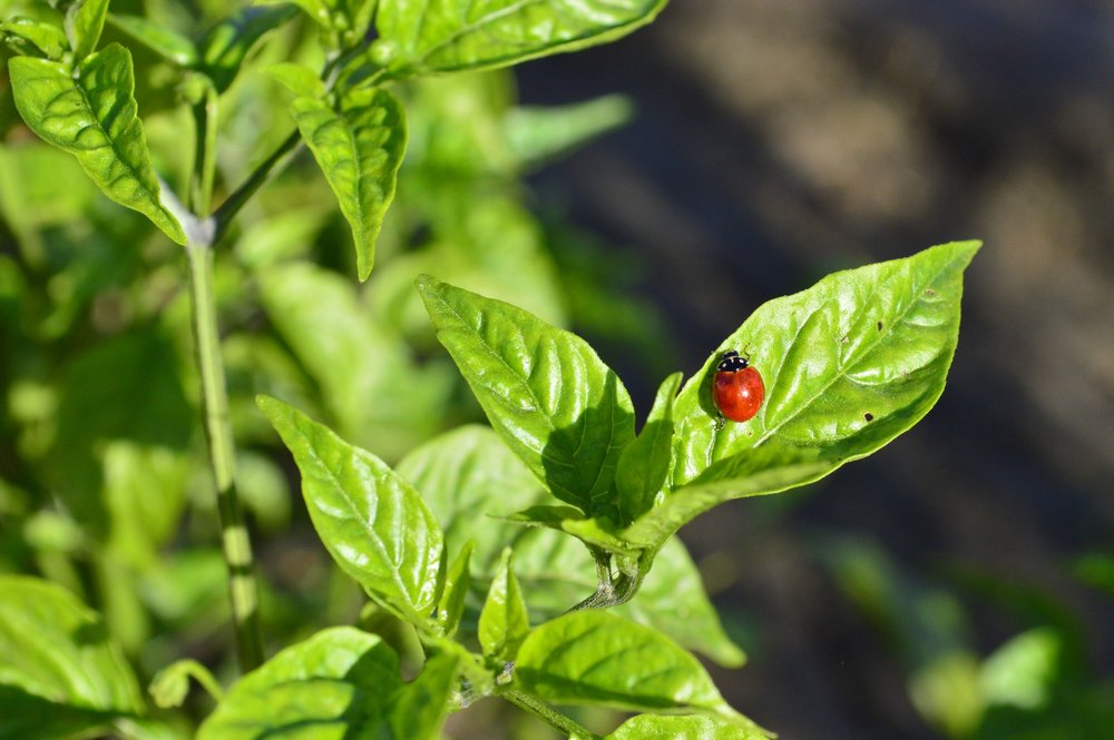 Five Best Multi-Purpose Herbs to Plant in Your Garden — All Posts ...
