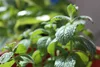 Five Best Multi-Purpose Herbs to Plant in Your Garden — All Posts ...