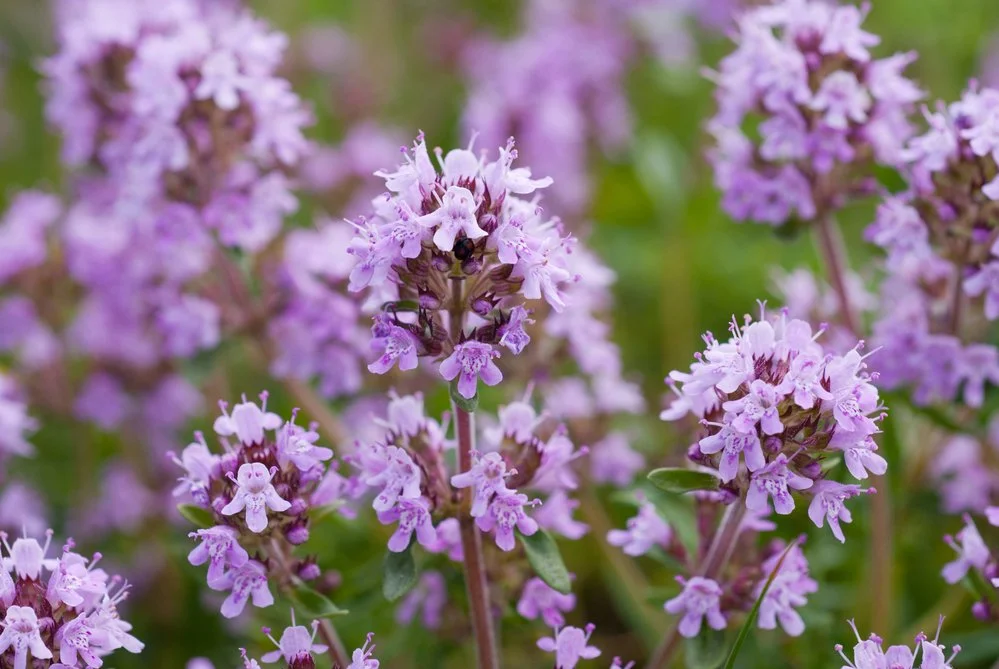 Five Best Multi-Purpose Herbs to Plant in Your Garden — All Posts ...