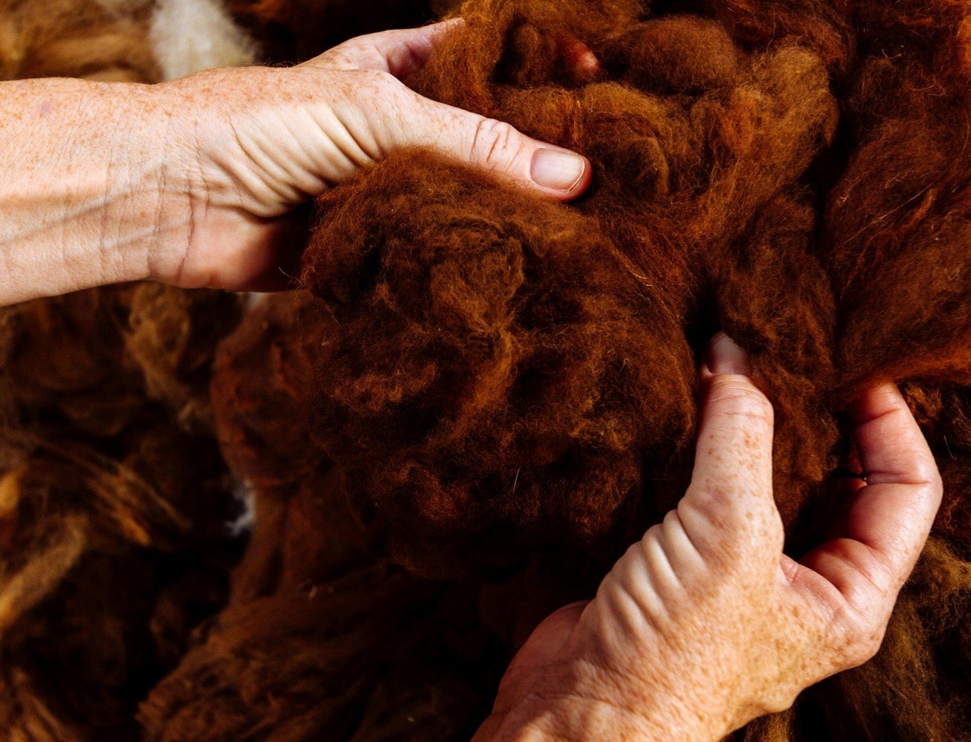 What is Alpaca Fiber? An Introduction to the Worlds Softest & Most ...