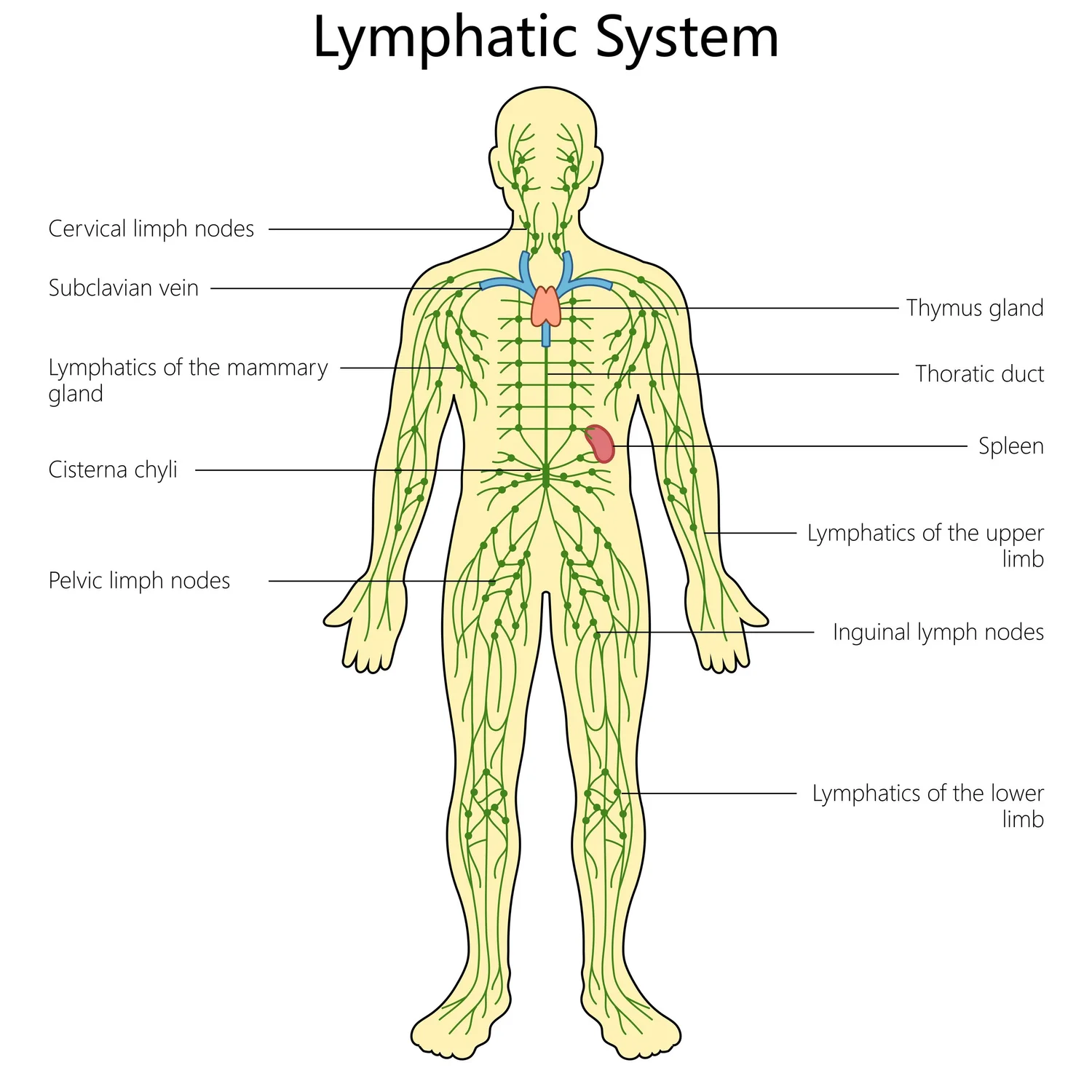 Understanding the Lymphatic System — Acupuncture | Rochester, NY