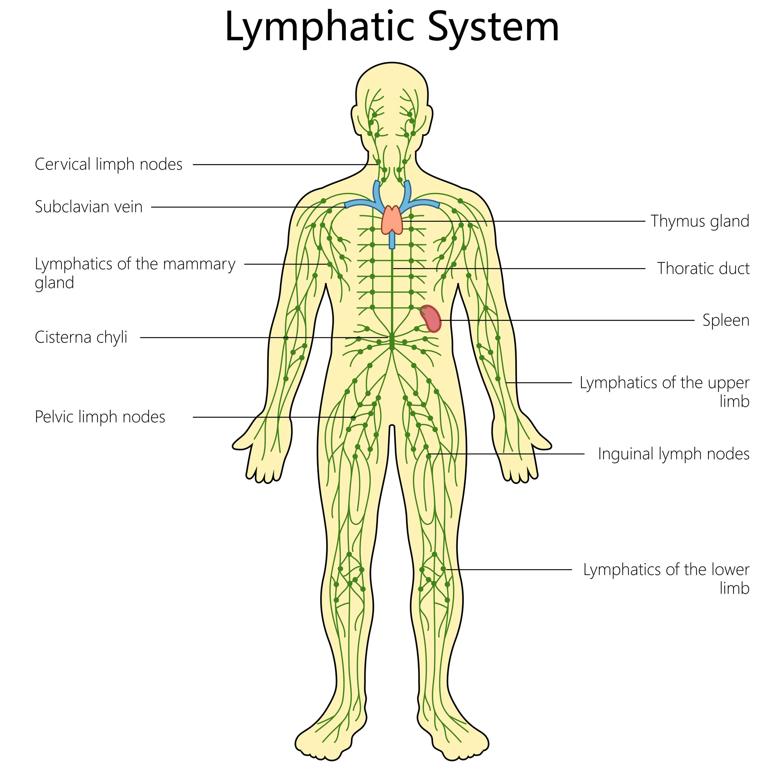 Lymphatic Structure Model Immune And Lymphatic Systems Blood Cancer