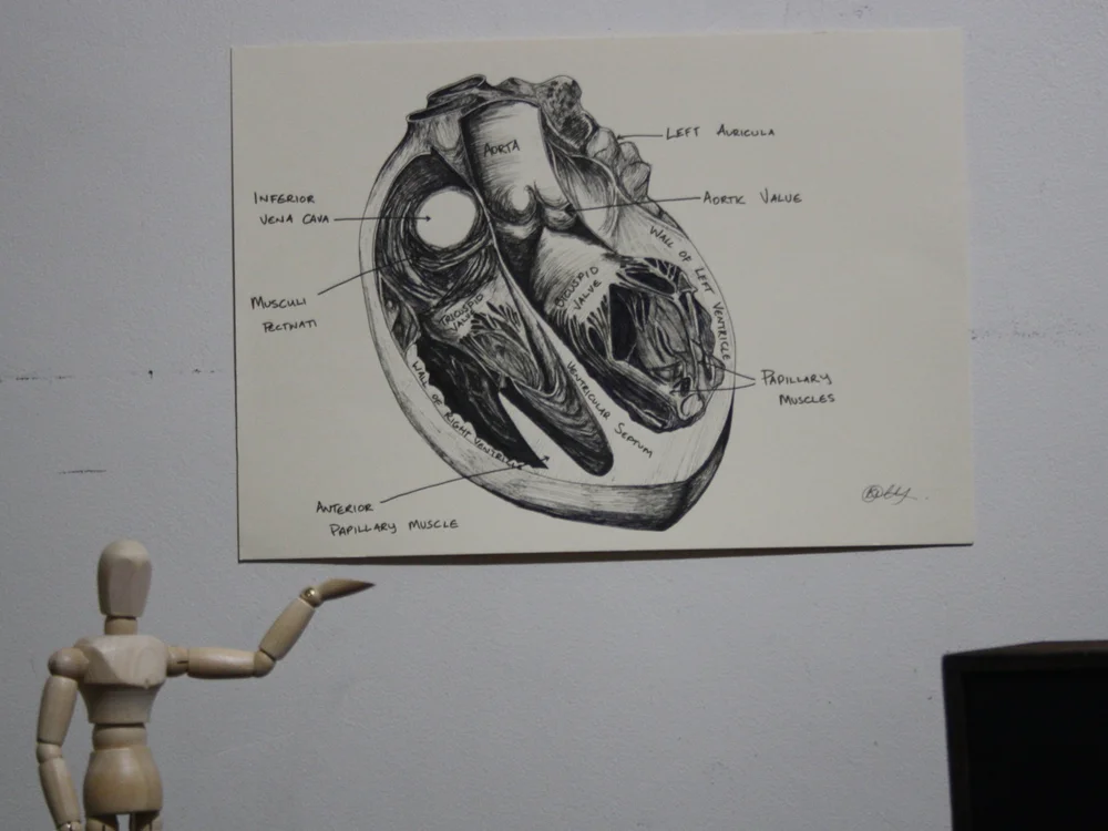 Anatomically Correct Human Heart Drawing