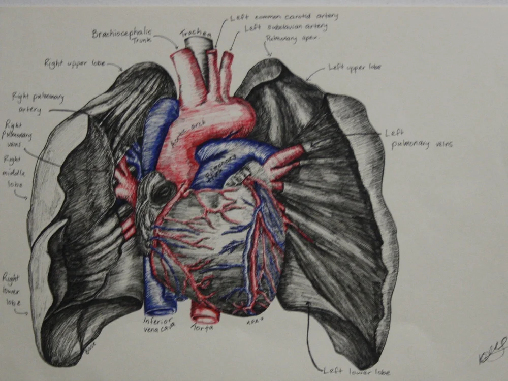 Heart And Lungs Diagram