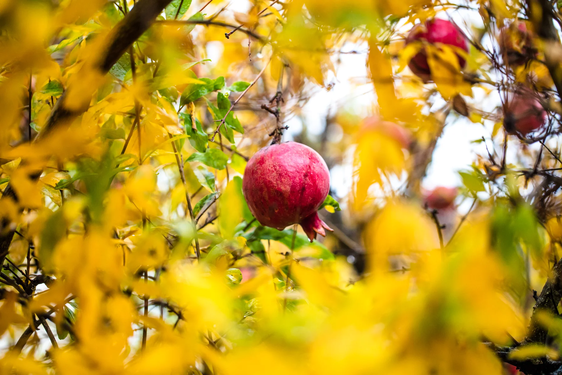 The Allure of the Pomegranate — ROOTED ANGEL
