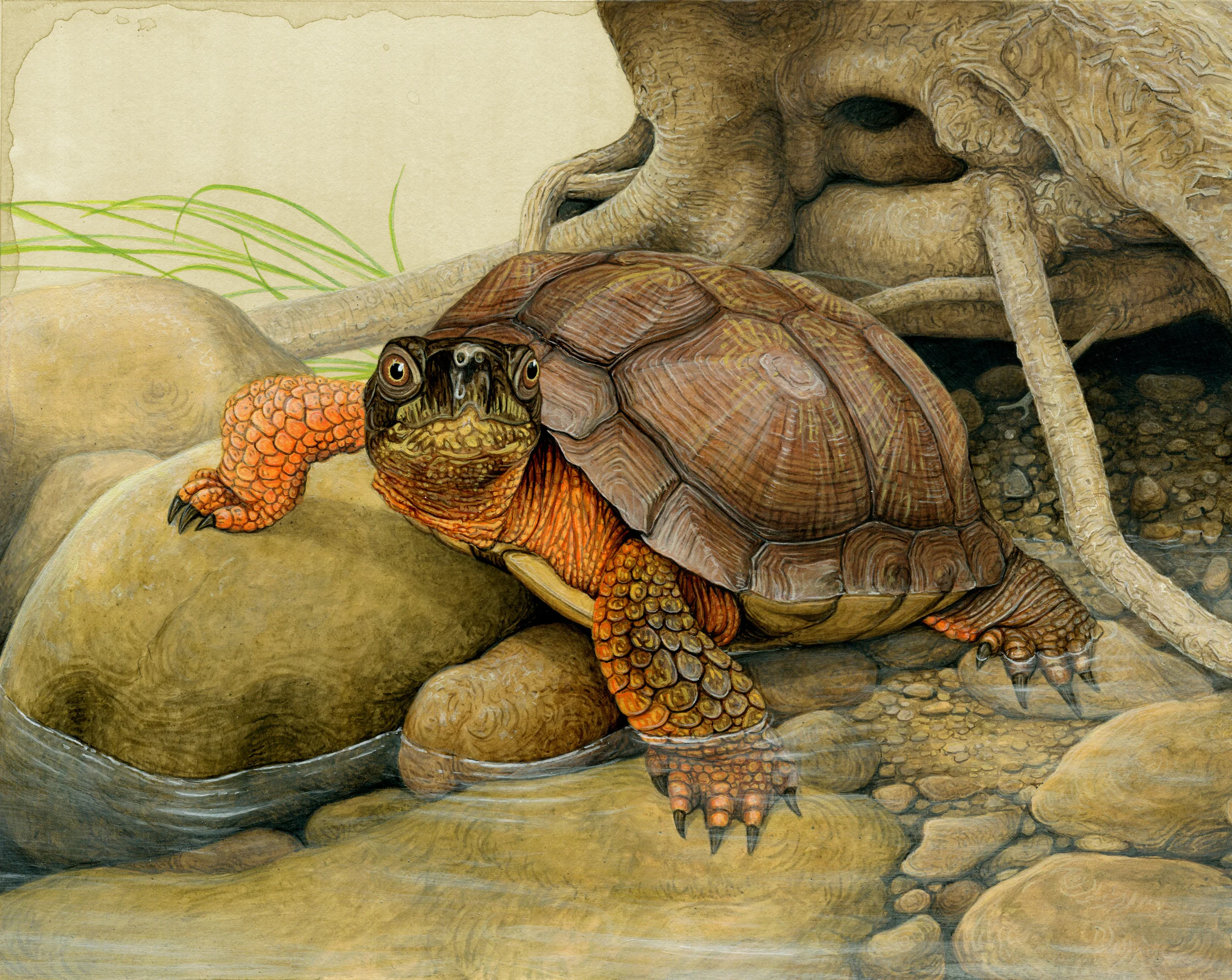 Illustration — Stoneridge Art Studios