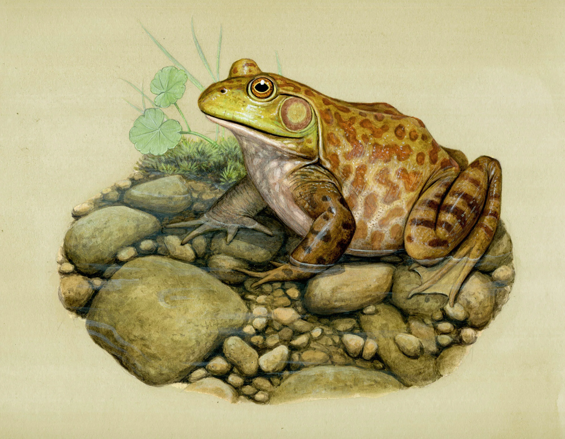 Illustration — Stoneridge Art Studios