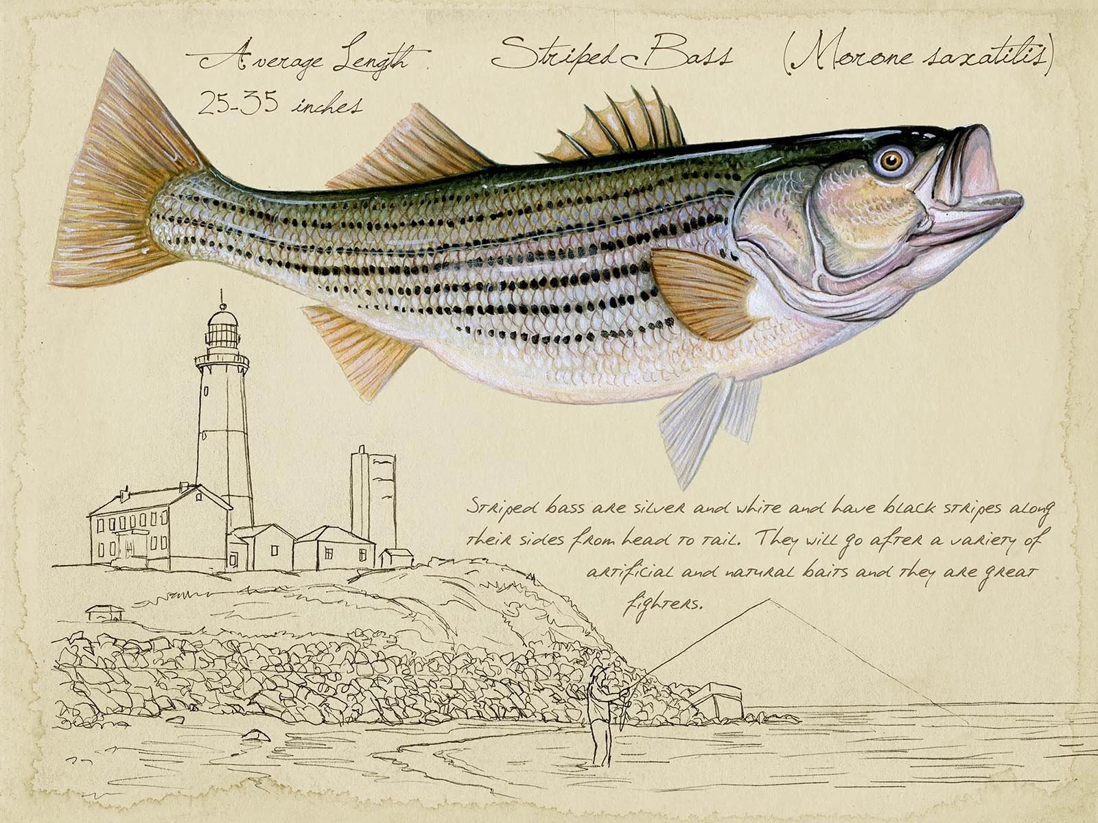 For Sale — Matt Patterson