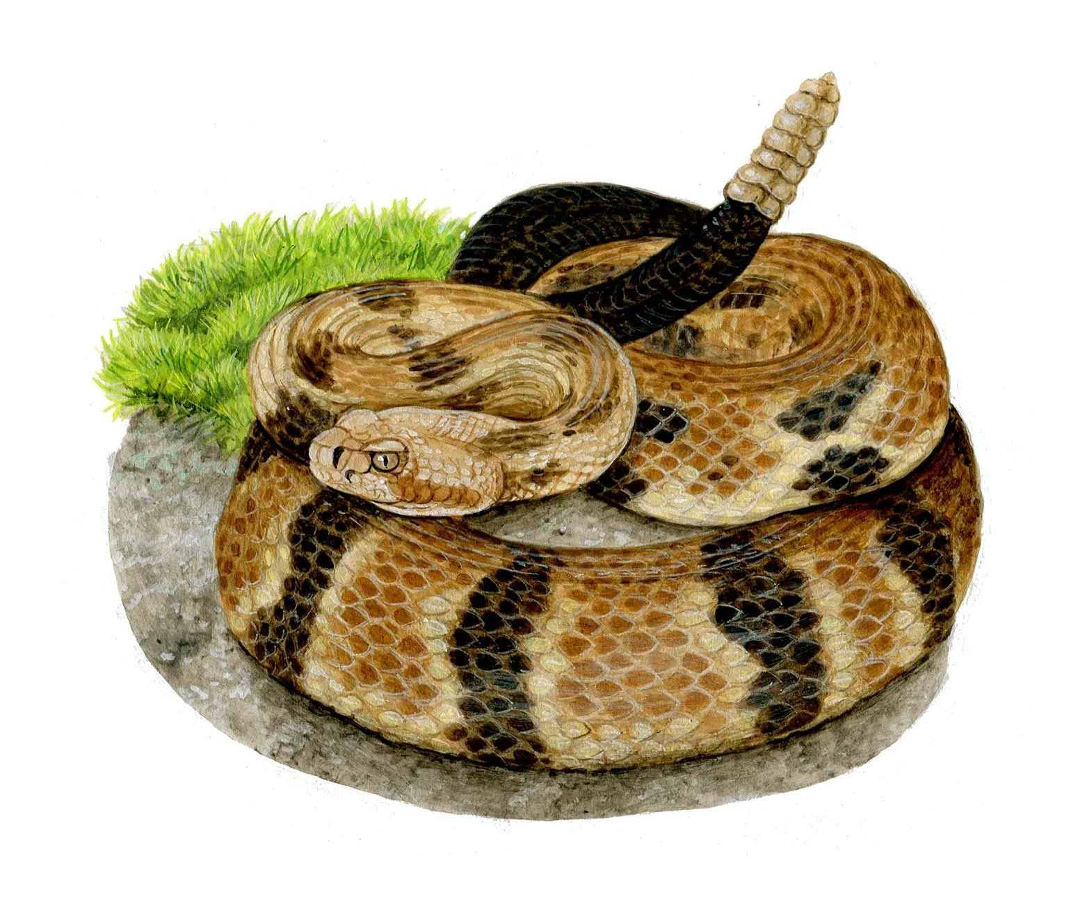 Sales — Matt Patterson