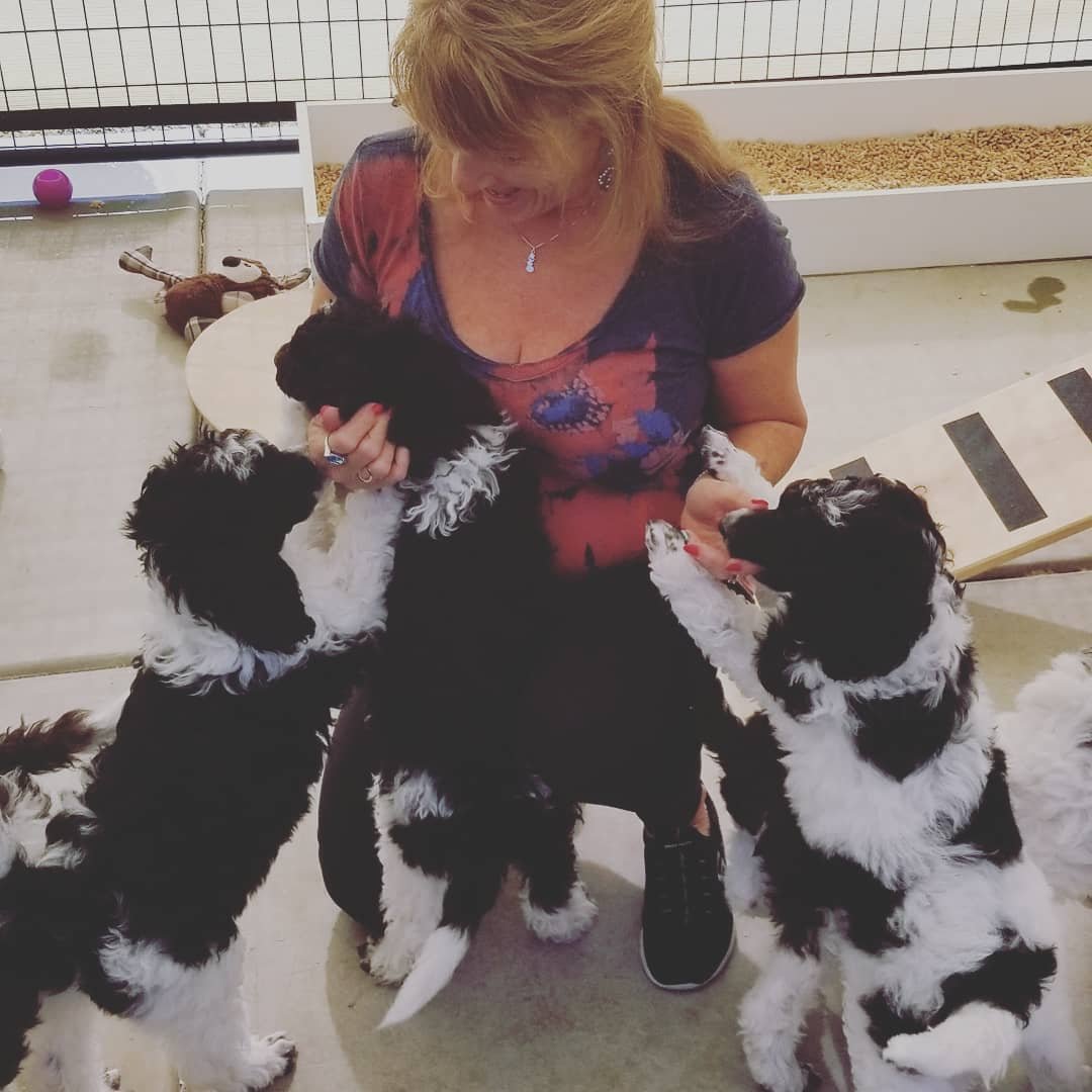 Dog Training Orange County, CA