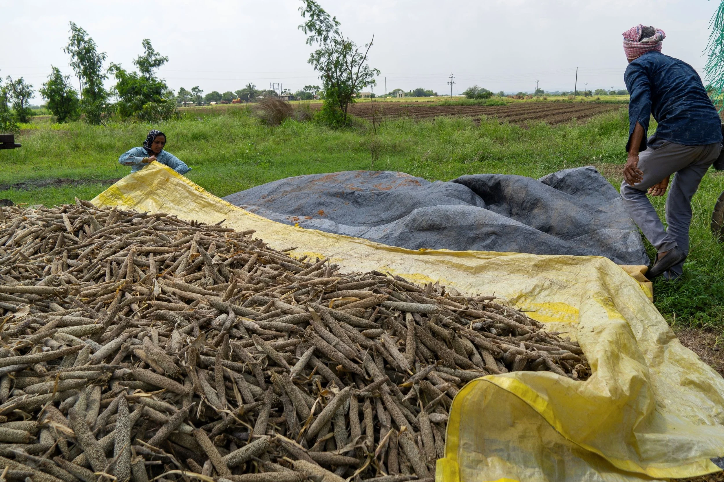 Behind the Scenes of India's First 100% Millet Beer — GOYA