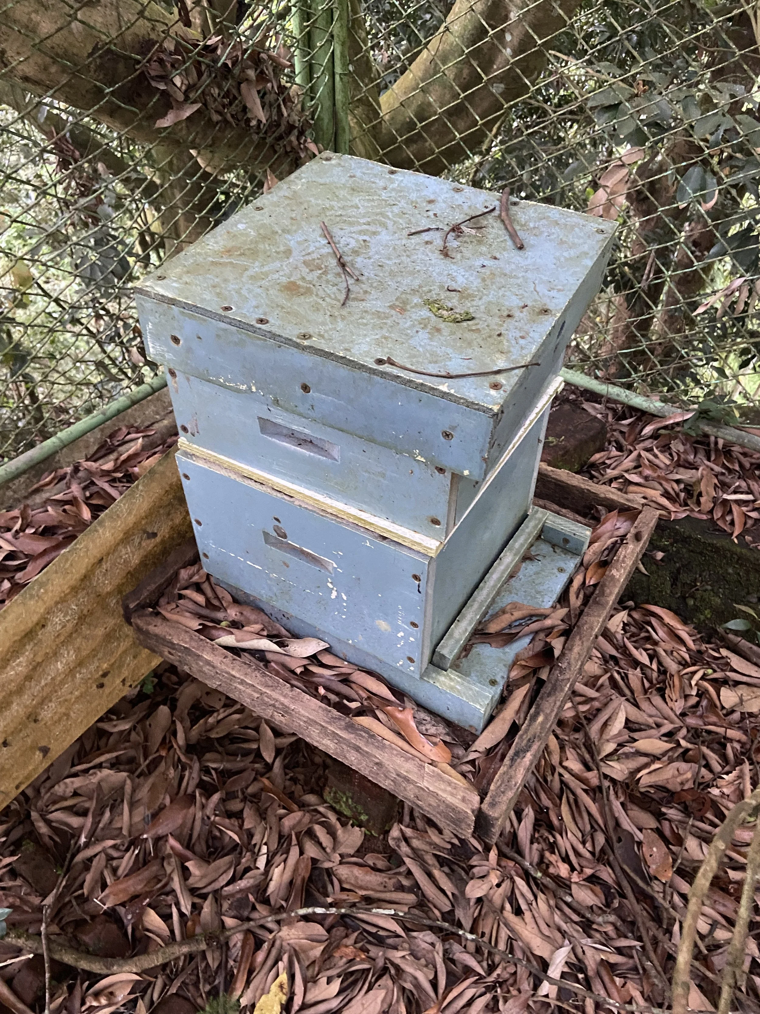 A Wiggle and a Waggle: The Dance of the Bees | GOYA — GOYA