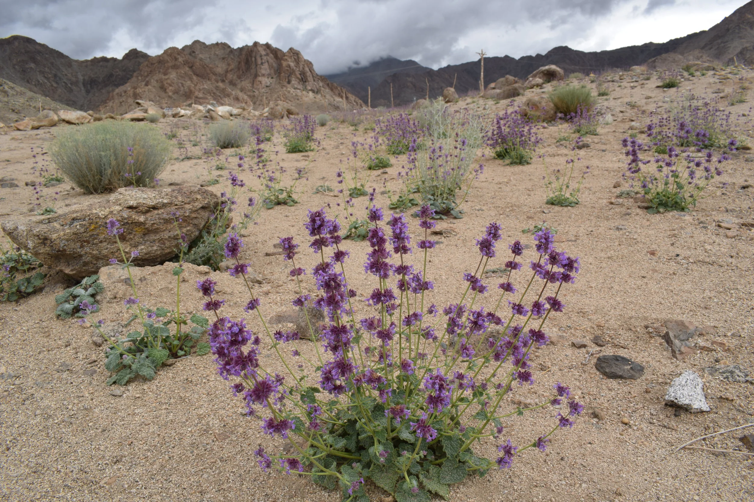 The Secret Life of Herbs in the Trans-Himalayas — GOYA