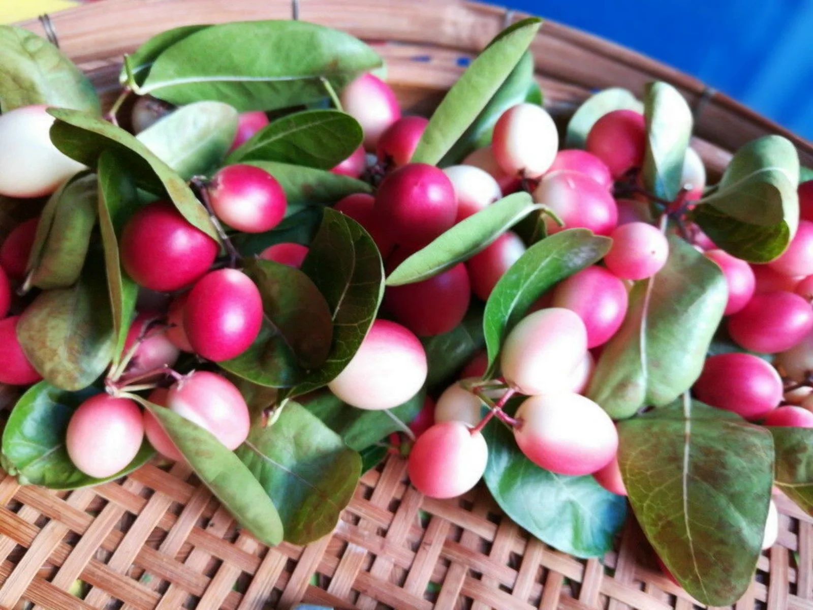 8 Native Indian Fruits You Didn't Know About — GOYA