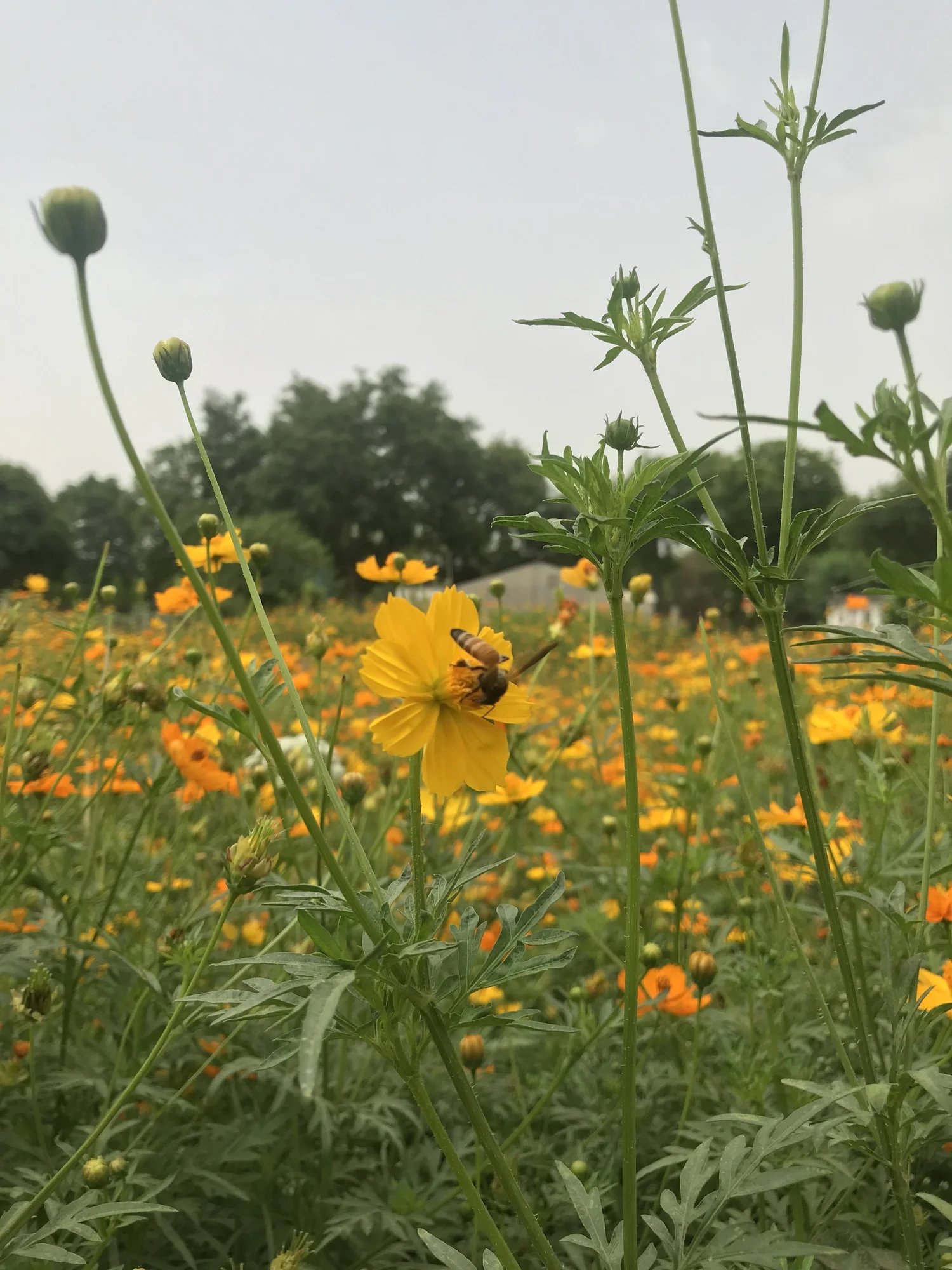 A Wiggle and a Waggle: The Dance of the Bees | GOYA — GOYA