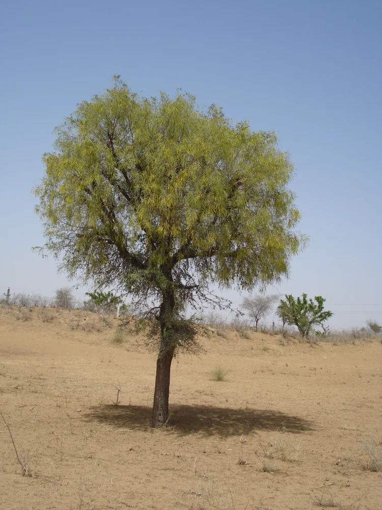 Ker Sangri : How To Make This Popular Rajasthani Dish — GOYA