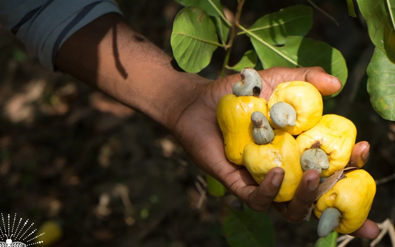 Hurrah! It's Uracca Season in Goa — GOYA