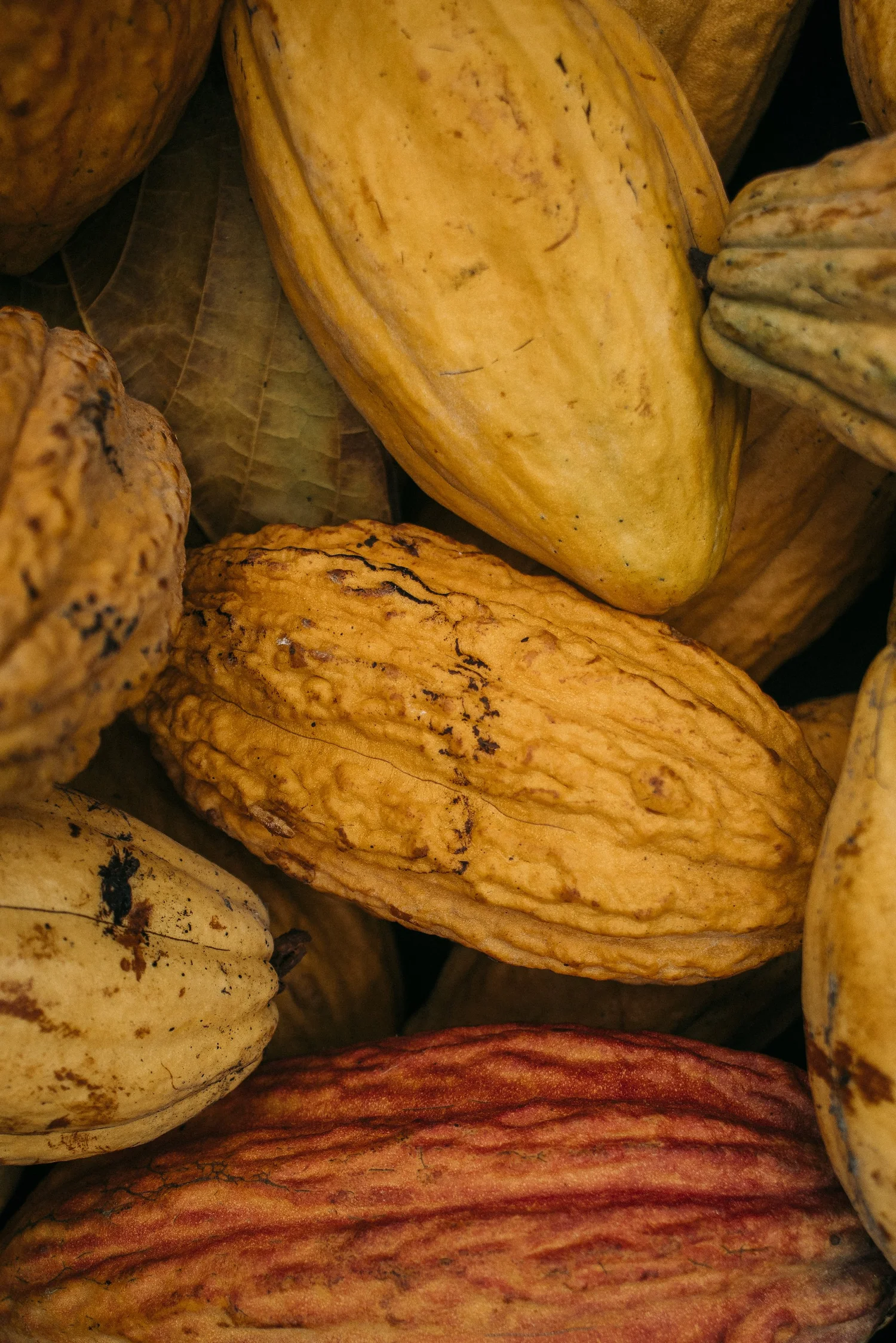 Celebrating India's First Cacao and Craft Chocolate Festival — GOYA