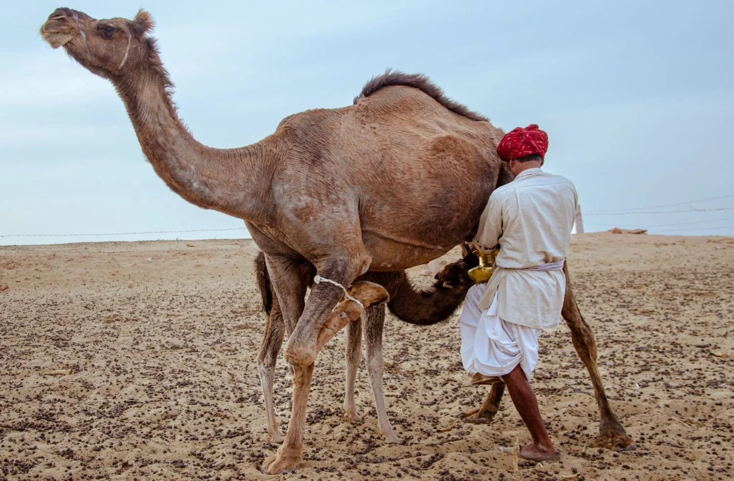 Camel Milk & the Future of Pastoralism in the Thar — GOYA