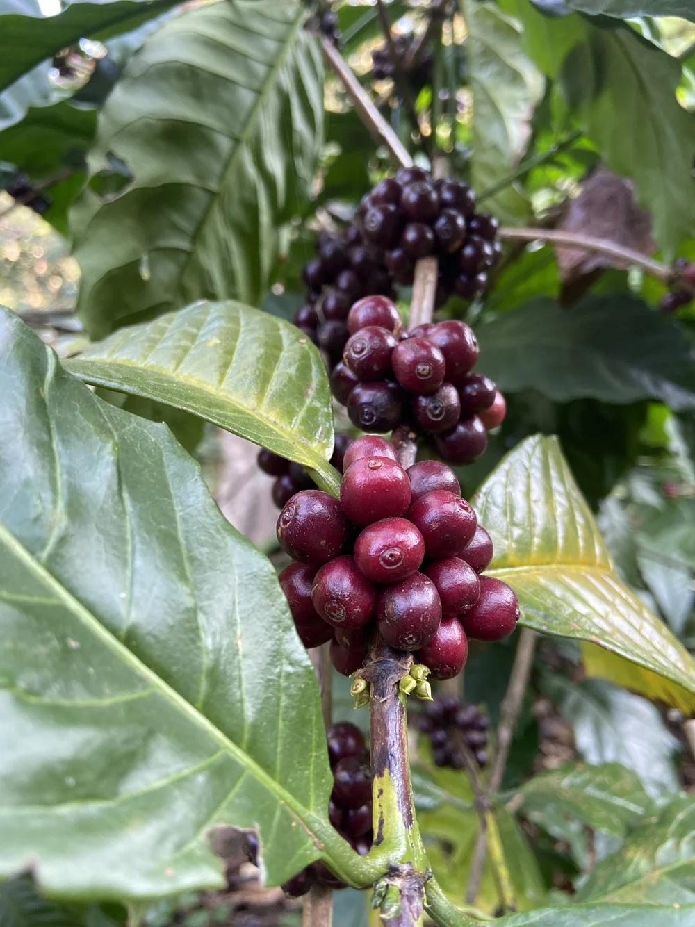 The Rise of Specialty Robusta Coffee — GOYA