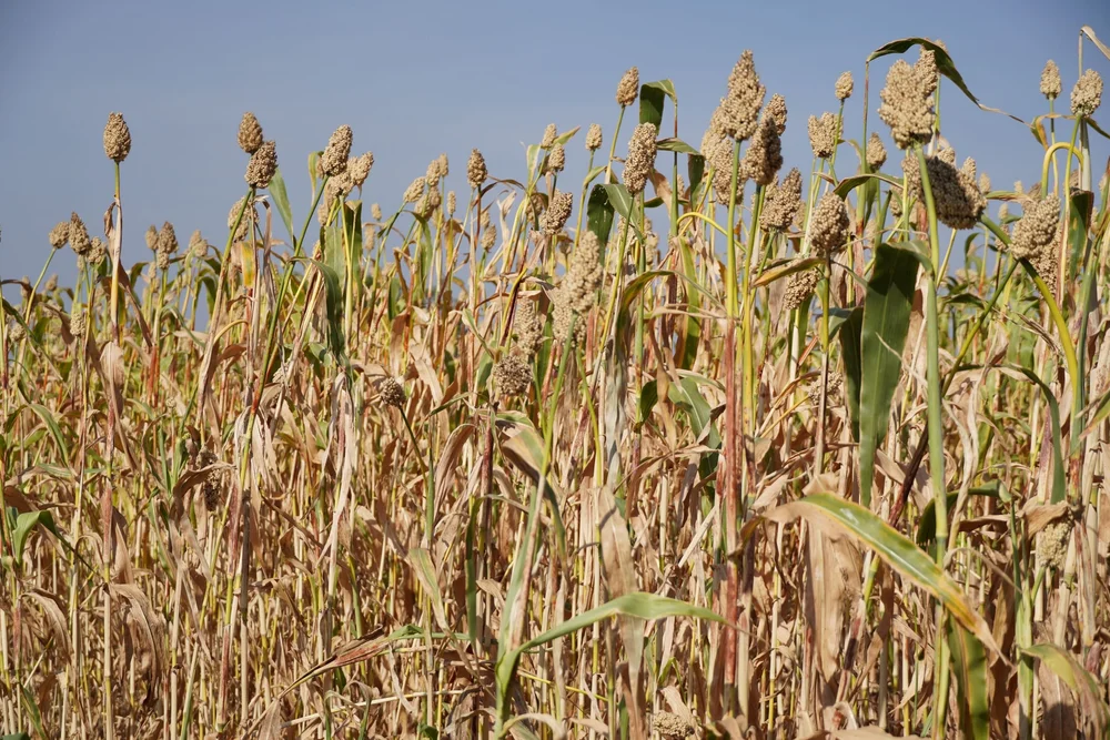 Behind the Scenes of India's First 100% Millet Beer — GOYA