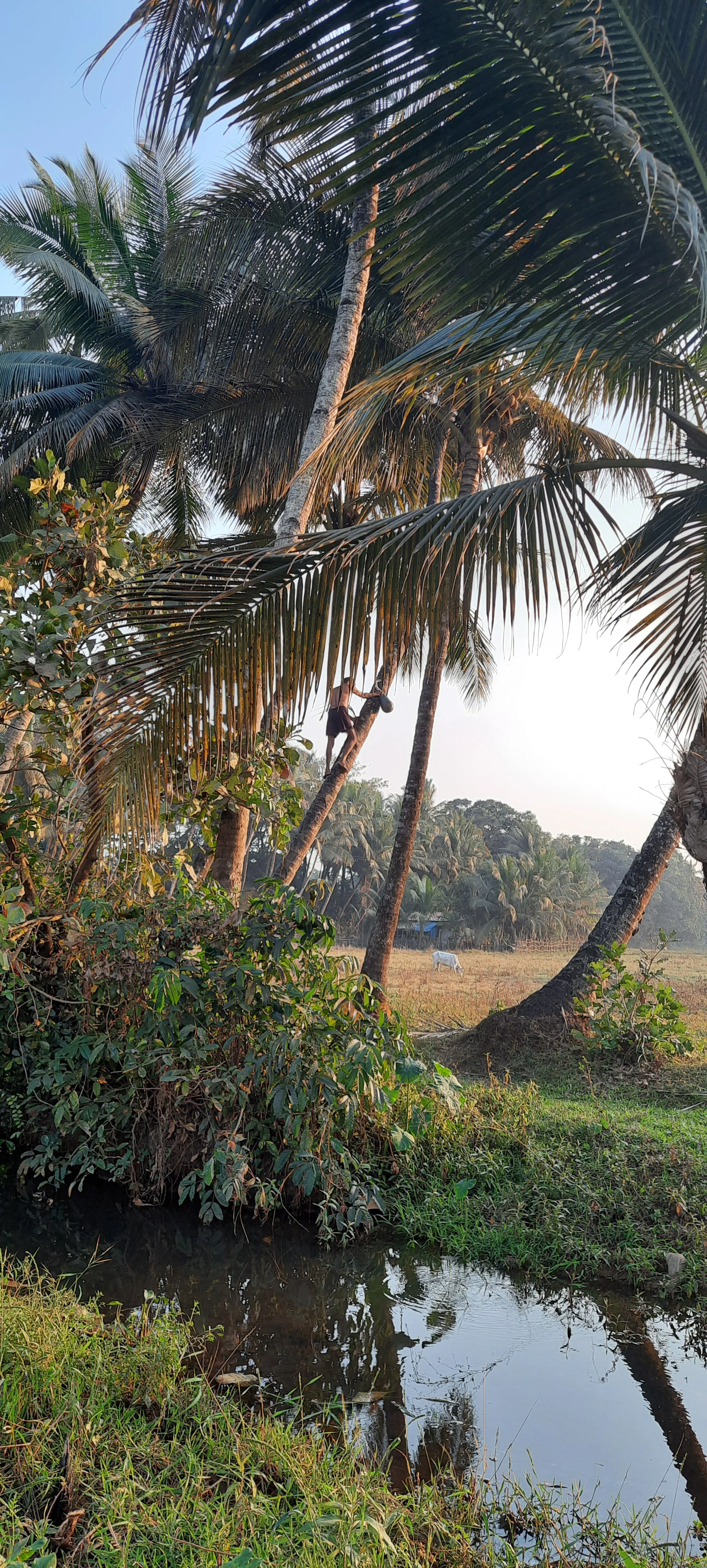 The Fascinating History Of Goa's Toddy Vinegar — GOYA