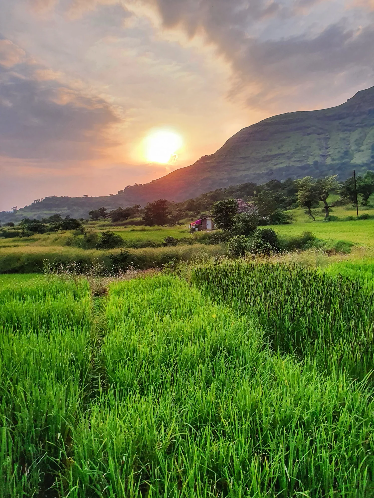 Learnings on Rice Cultivation From Two Indian Organic Farms — GOYA