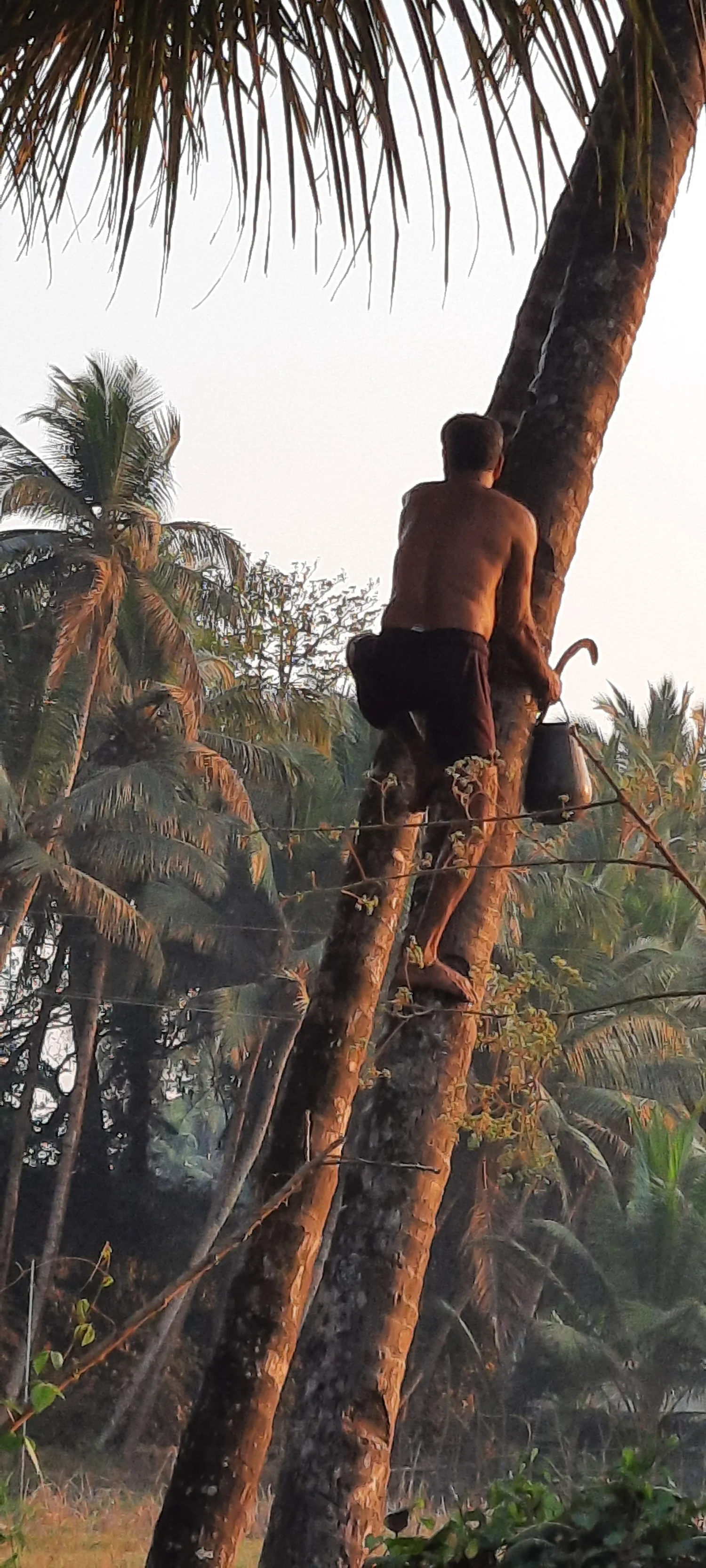 The Fascinating History Of Goa's Toddy Vinegar — GOYA