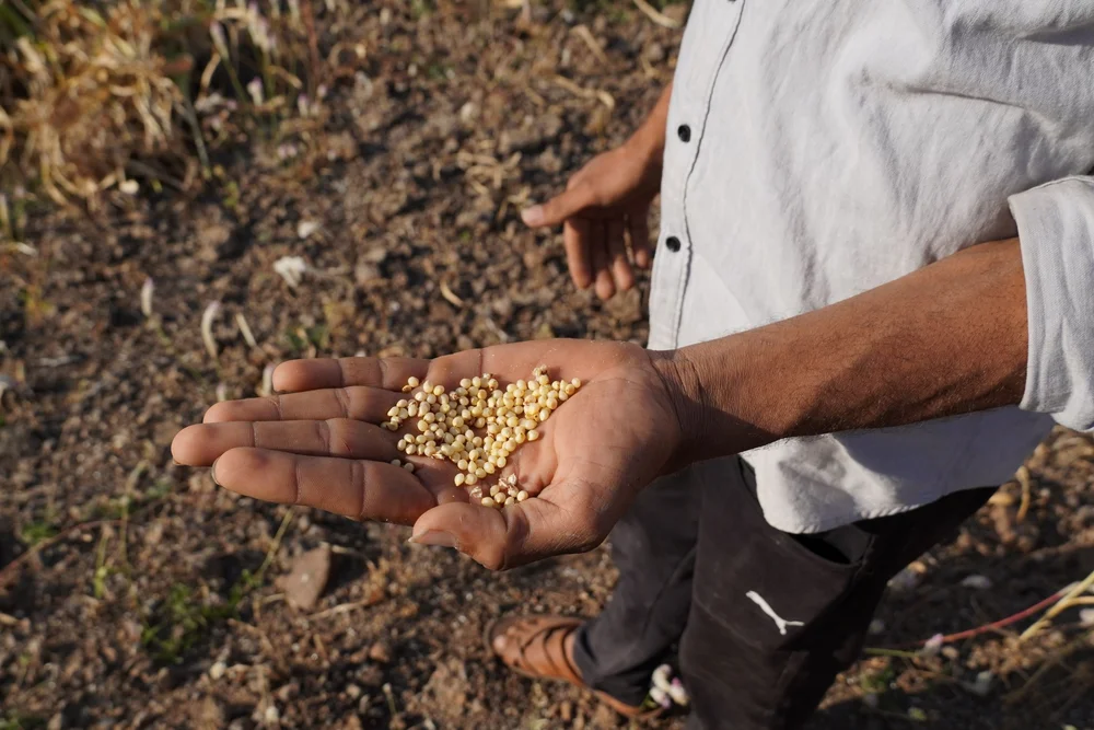 Behind the Scenes of India's First 100% Millet Beer — GOYA