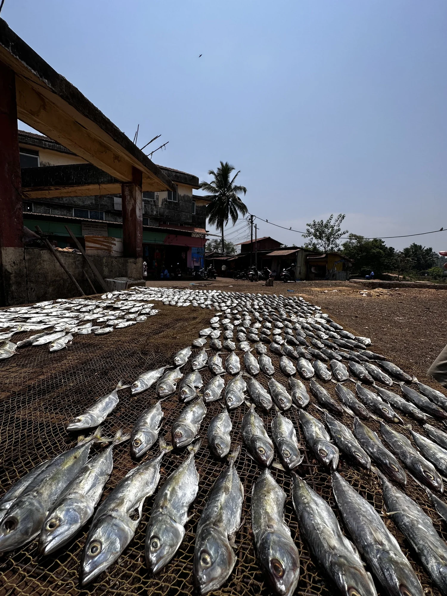 Walk Through this South-Goa Market With Chef Pallavi | GOYA — GOYA