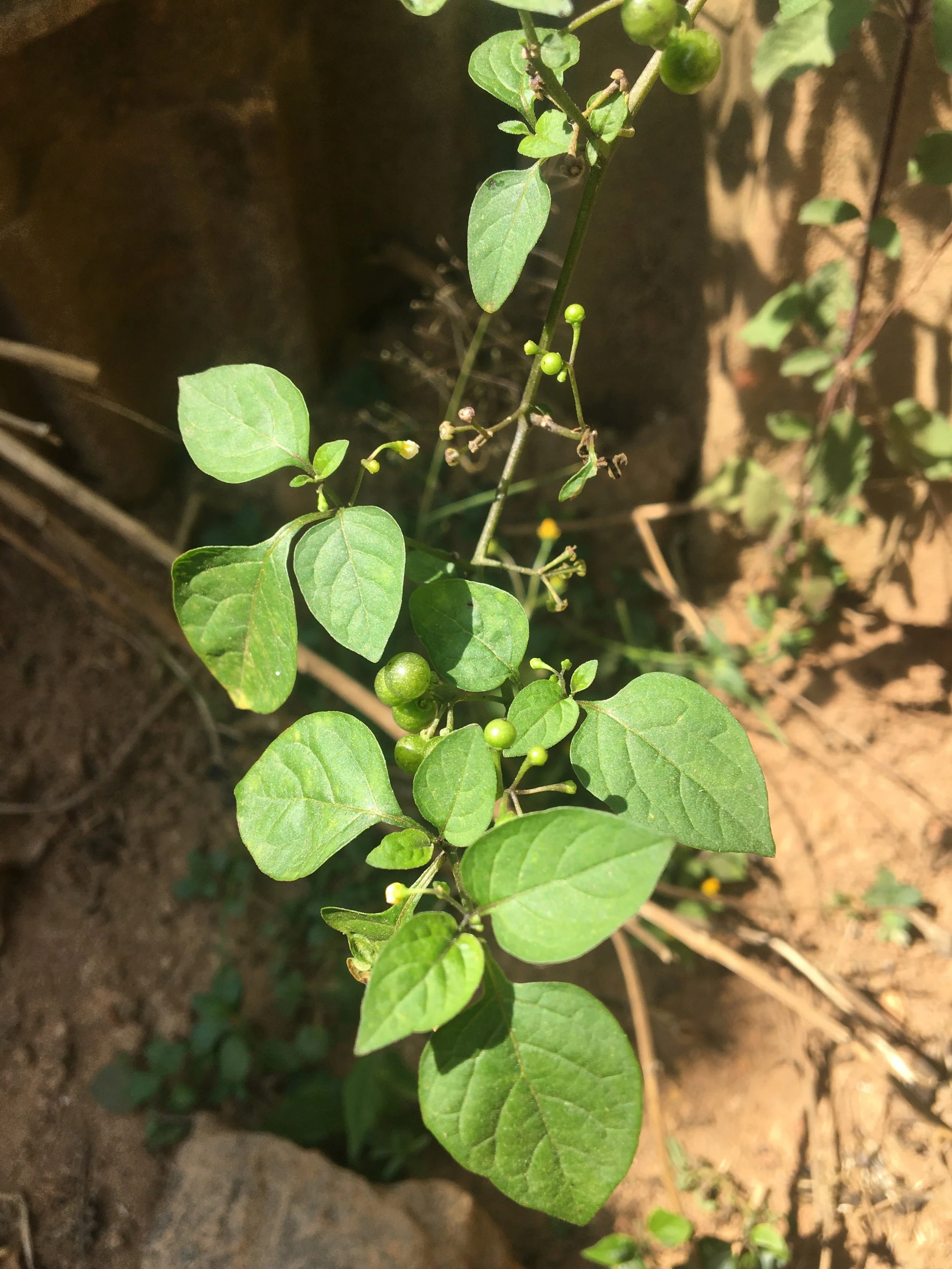Wild Edible Wonders: Tambuli in Koppa Preserves a Unique Culinary ...