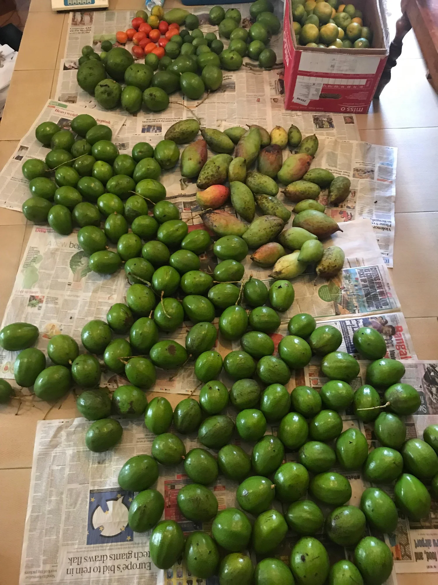 Why the Totapuri Mango has Strong Main Character Energy — GOYA