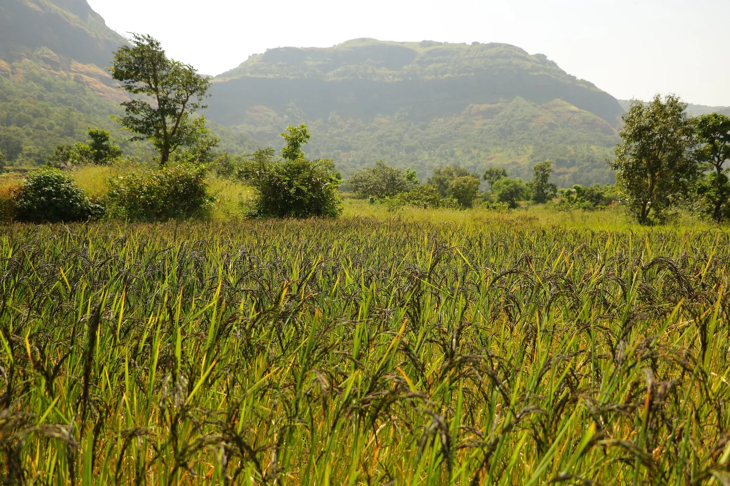 Learnings on Rice Cultivation From Two Indian Organic Farms — GOYA