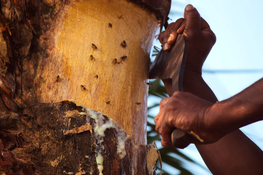 Nolen Gur & the Symbiotic Relationship between the Shiuli and Date Palm ...