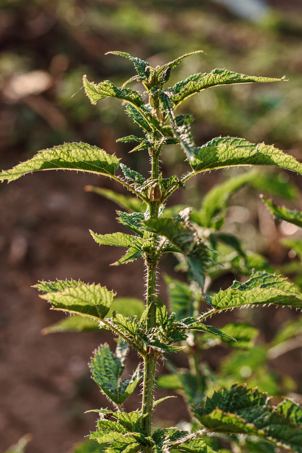 A Recipe for Kumaoni Pahadi Saag featuring Stinging Nettle — GOYA
