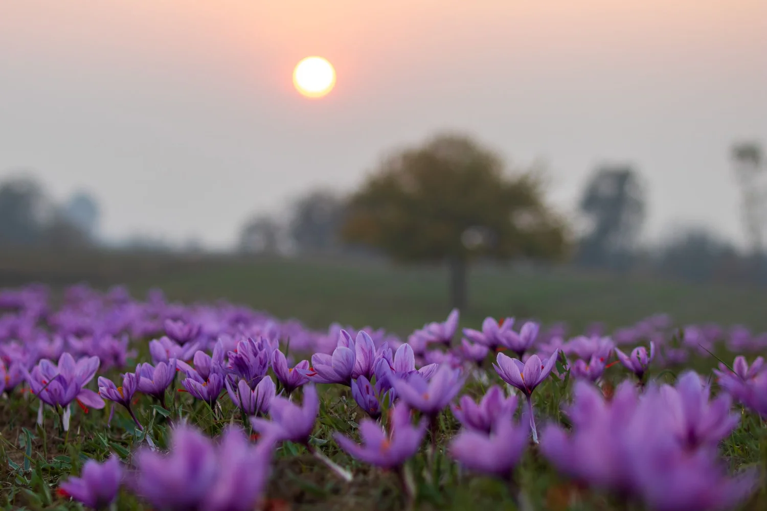 Kashmir’s Saffron Fields: A Legacy Under Siege — GOYA