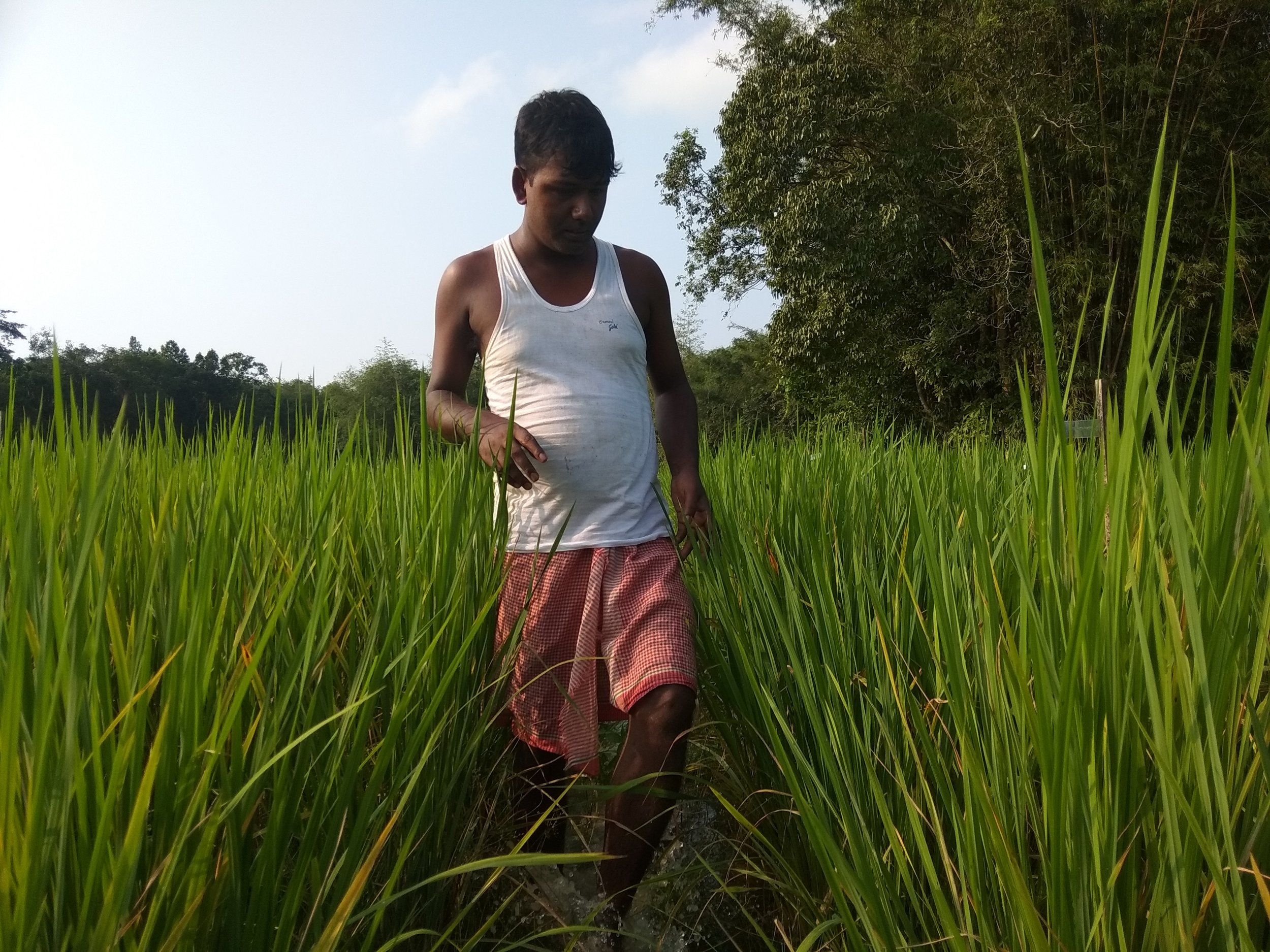 Annapurna Seed Library in Assam is Preserving Heirloom Rice Varieties ...