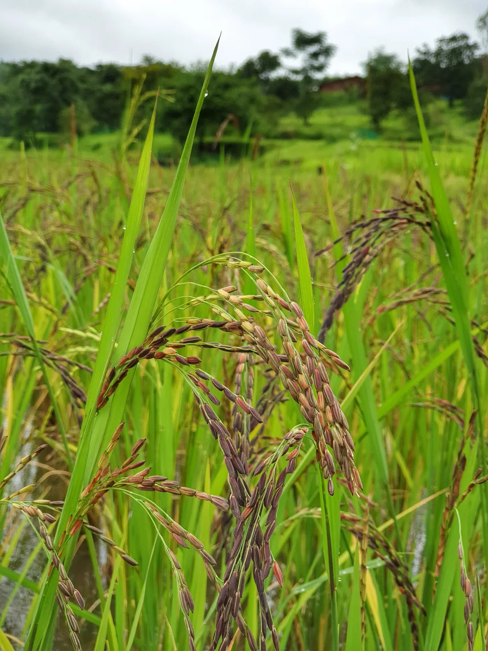 Learnings on Rice Cultivation From Two Indian Organic Farms — GOYA