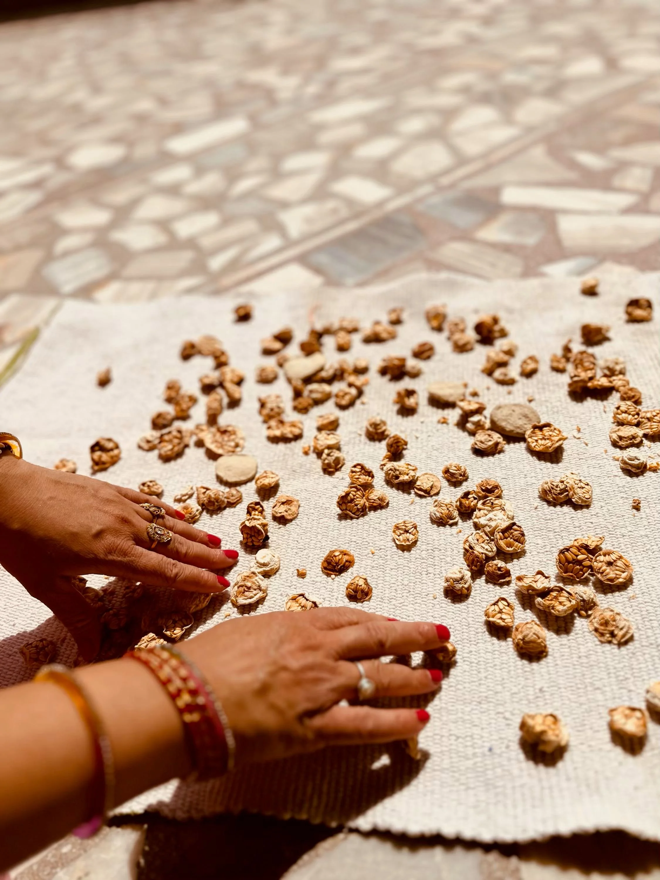 Kachri Mirch: The Wild Melon That Feeds the Desert — GOYA