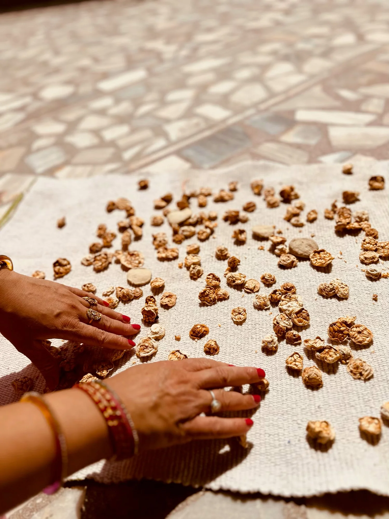 Kachri Mirch: The Wild Melon That Feeds the Desert — GOYA