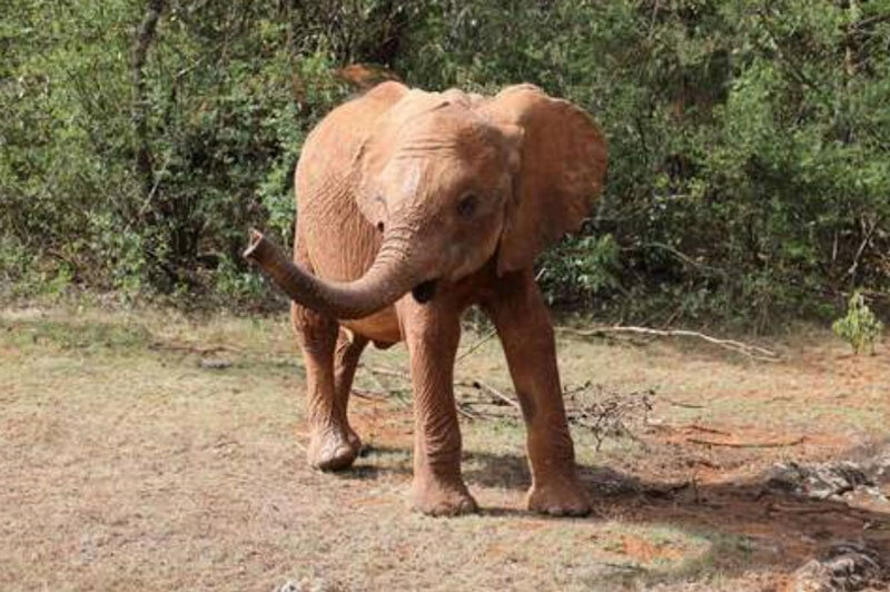 Elephants — The Elephant Project