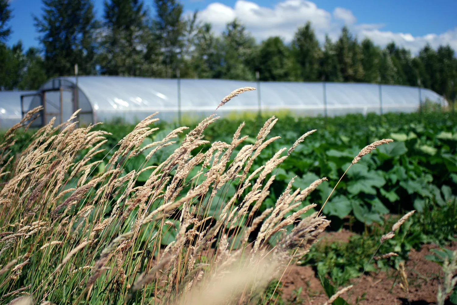 Sage & Sky Farm