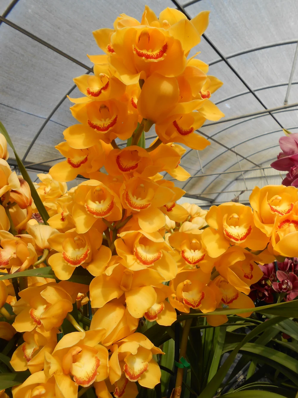 Things To Do In San Diego: Carlsbad Flower Fields & Rancher Hat Bar ...