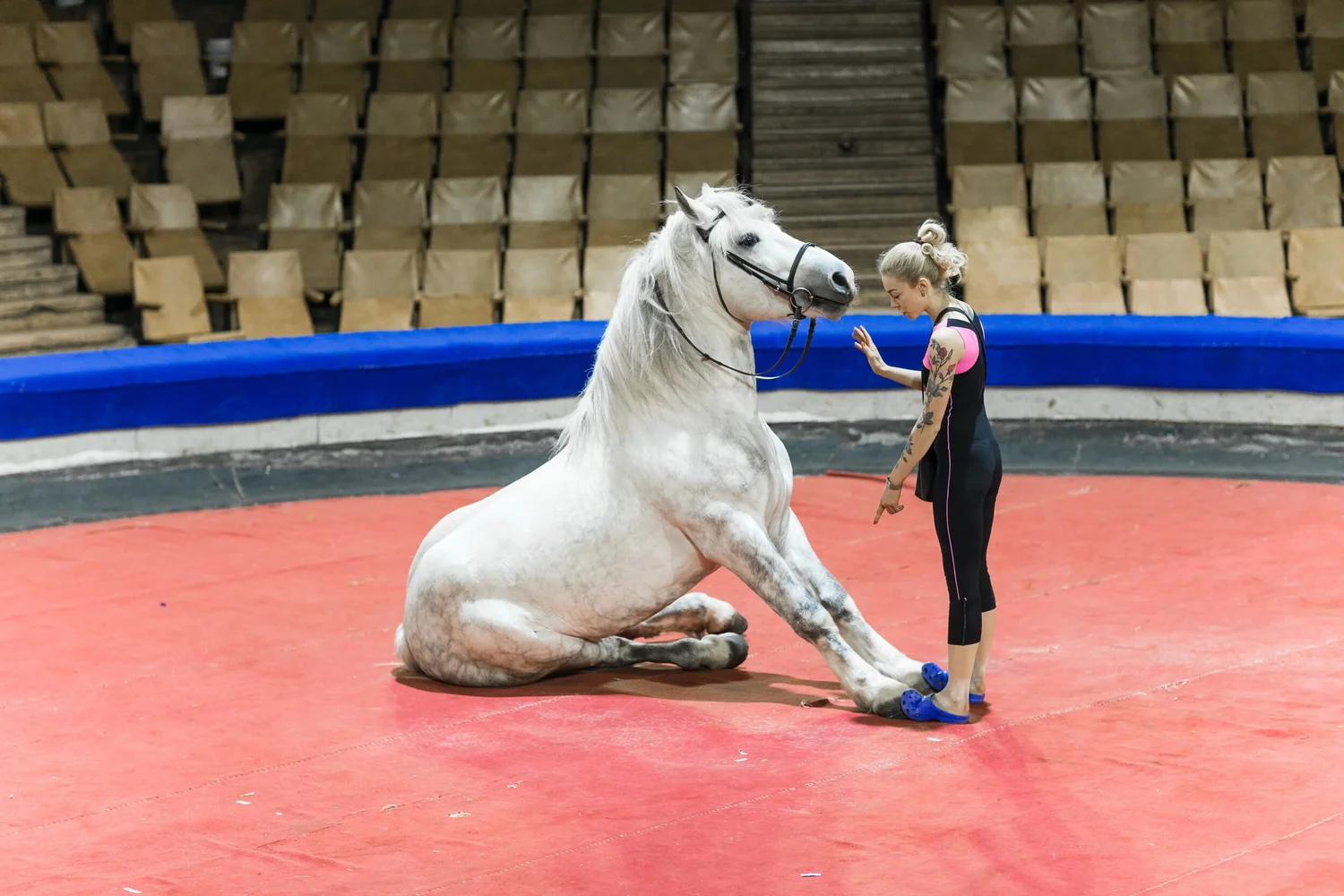 The Challenge of Using Wildlife for Human Entertainment — The ...