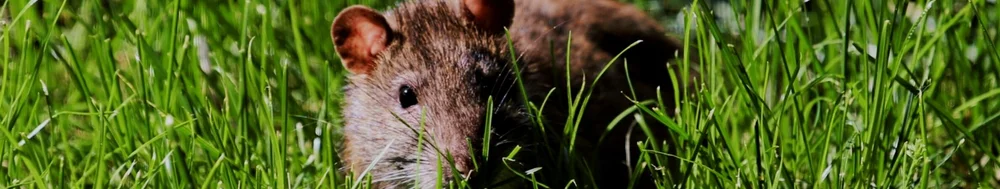 The Challenge of Using Wildlife for Human Entertainment — The ...