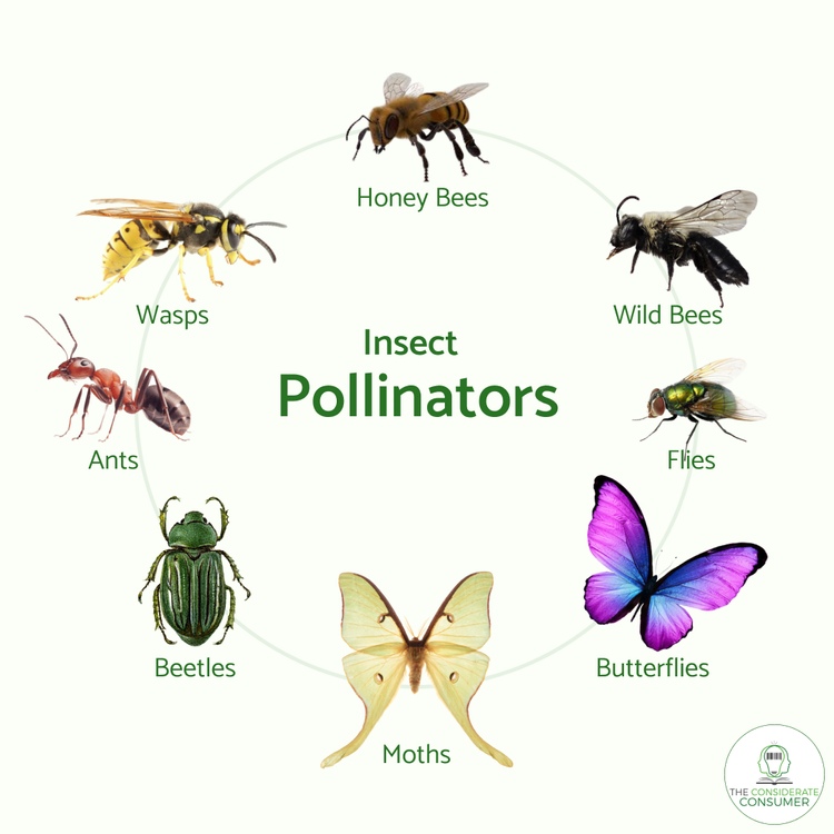 Pollinators — The Considerate Consumer